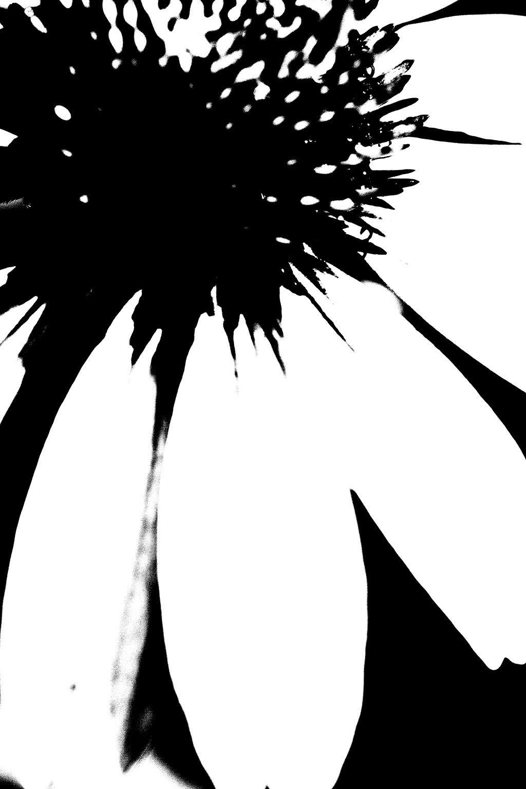 Allyson Monson - Reality no. 2, Fine Art Photography Framed in ...