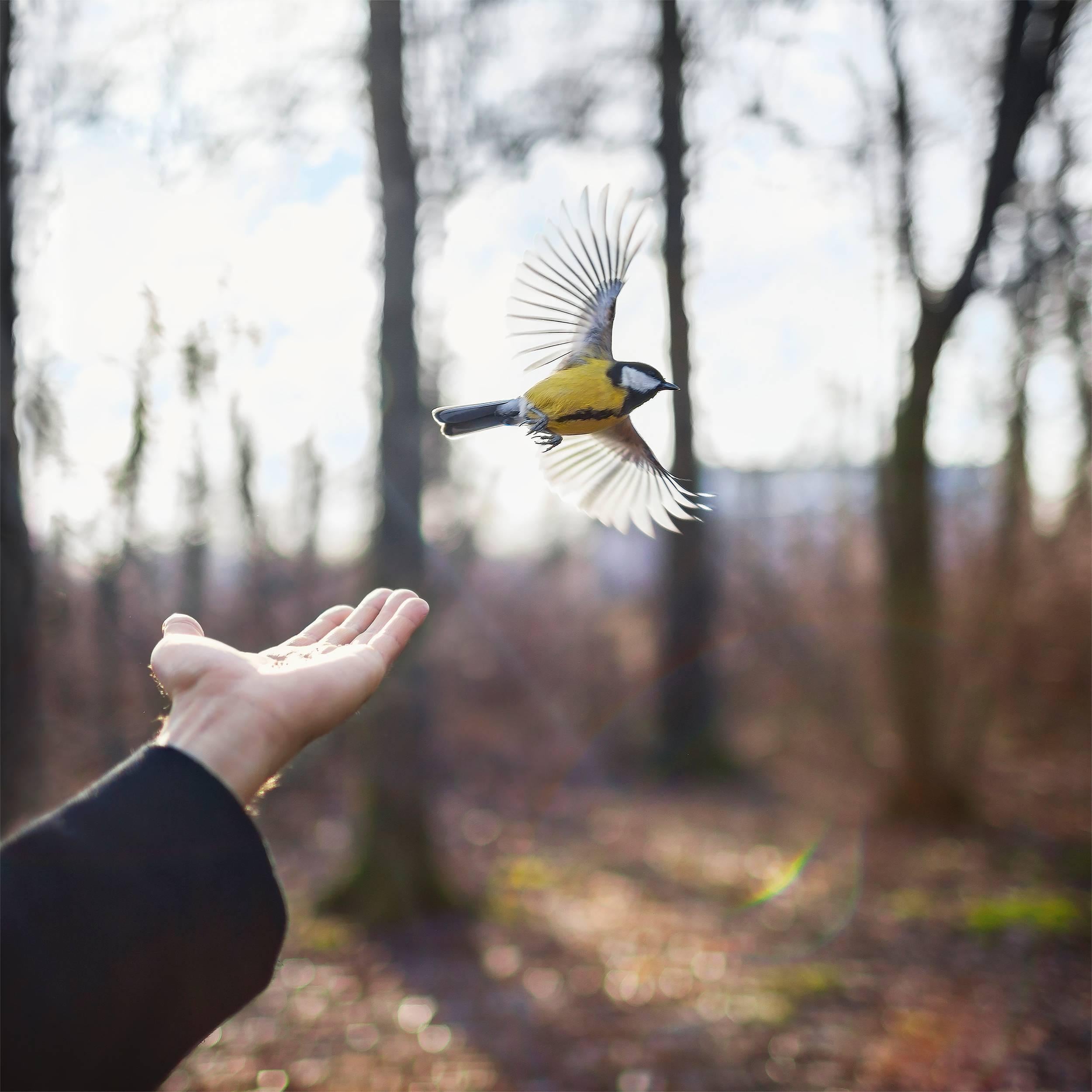 Cig Harvey - Goldfinch For Sale at 1stDibs