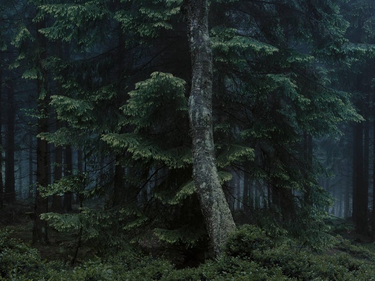 Michael Lange - WALD #6678 For Sale at 1stDibs
