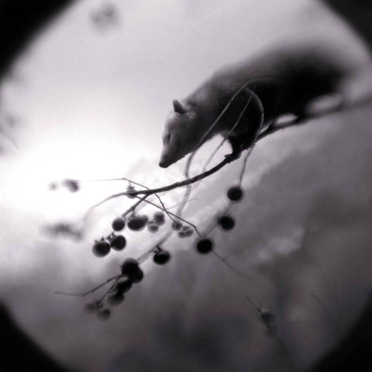 Keith Carter b.1948 - Possum For Sale at 1stDibs | keith carter photos
