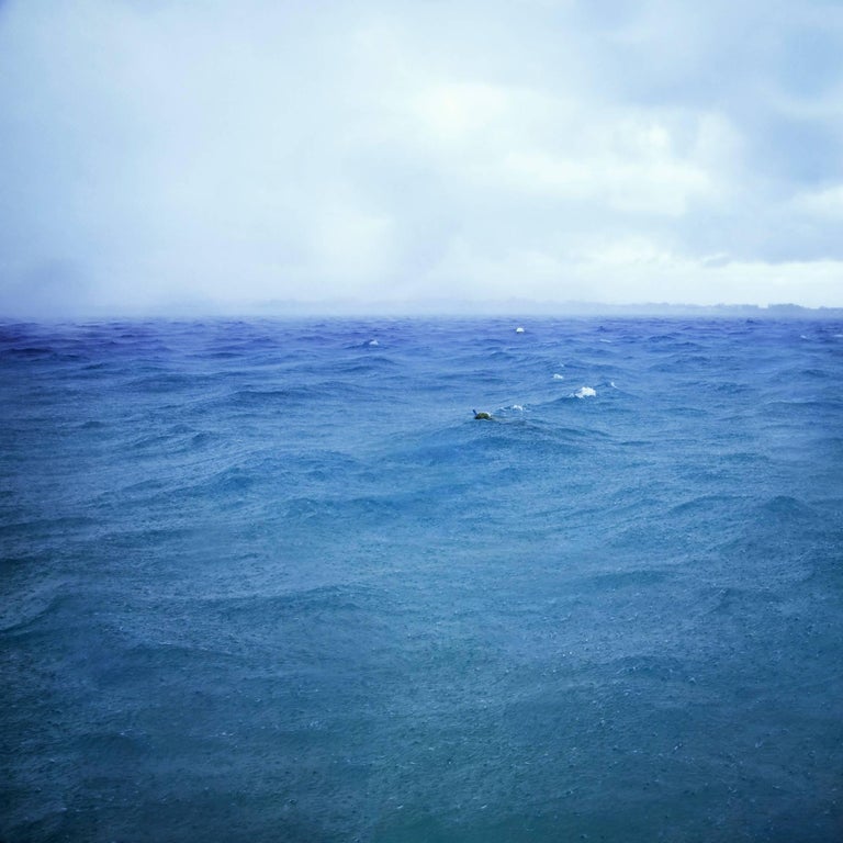 Cig Harvey - The Swimmer in the Squawl For Sale at 1stDibs