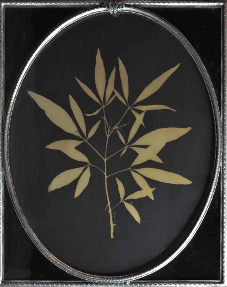 Kate Breakey - Chaseberry Leaf For Sale at 1stDibs