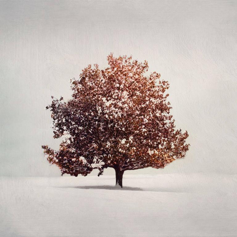 Christine Patterson - Rooted Isolation For Sale at 1stDibs