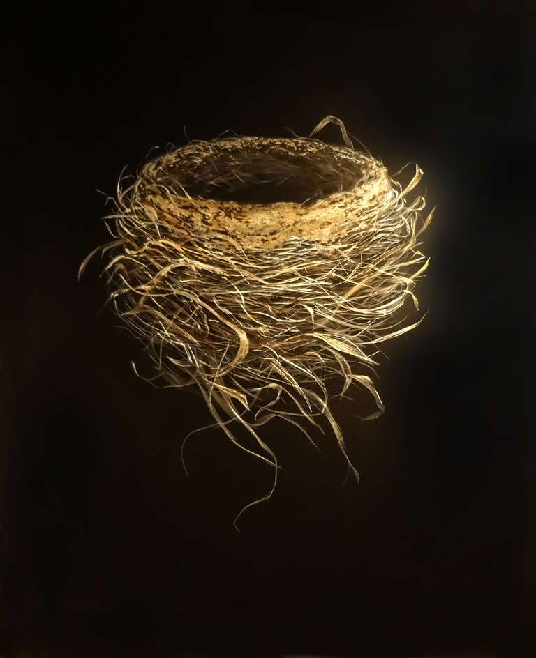 Mitchell Lonas - Spring Robin Nest 2014 at 1stDibs