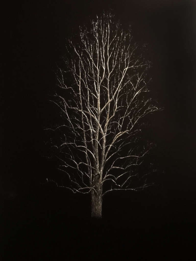 Mitchell Lonas - Tulip Poplar Tree For Sale at 1stDibs