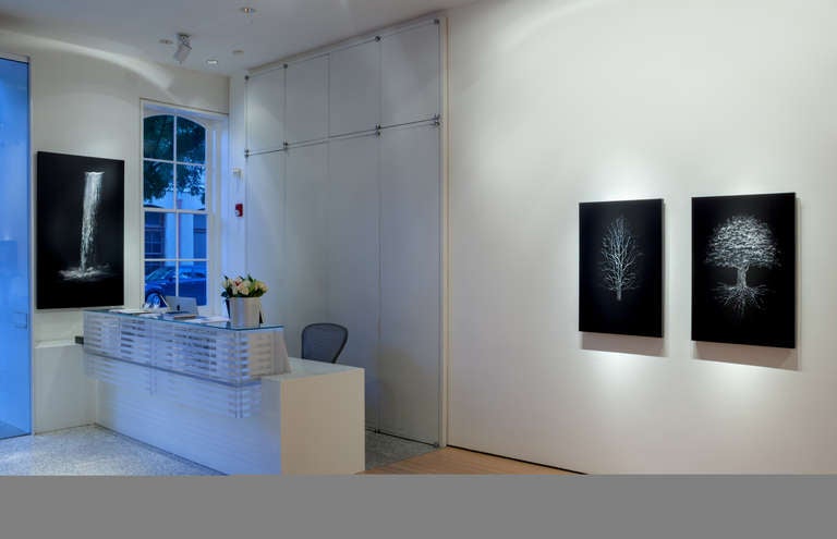 Mitchell Lonas - Tulip Poplar Tree For Sale at 1stDibs