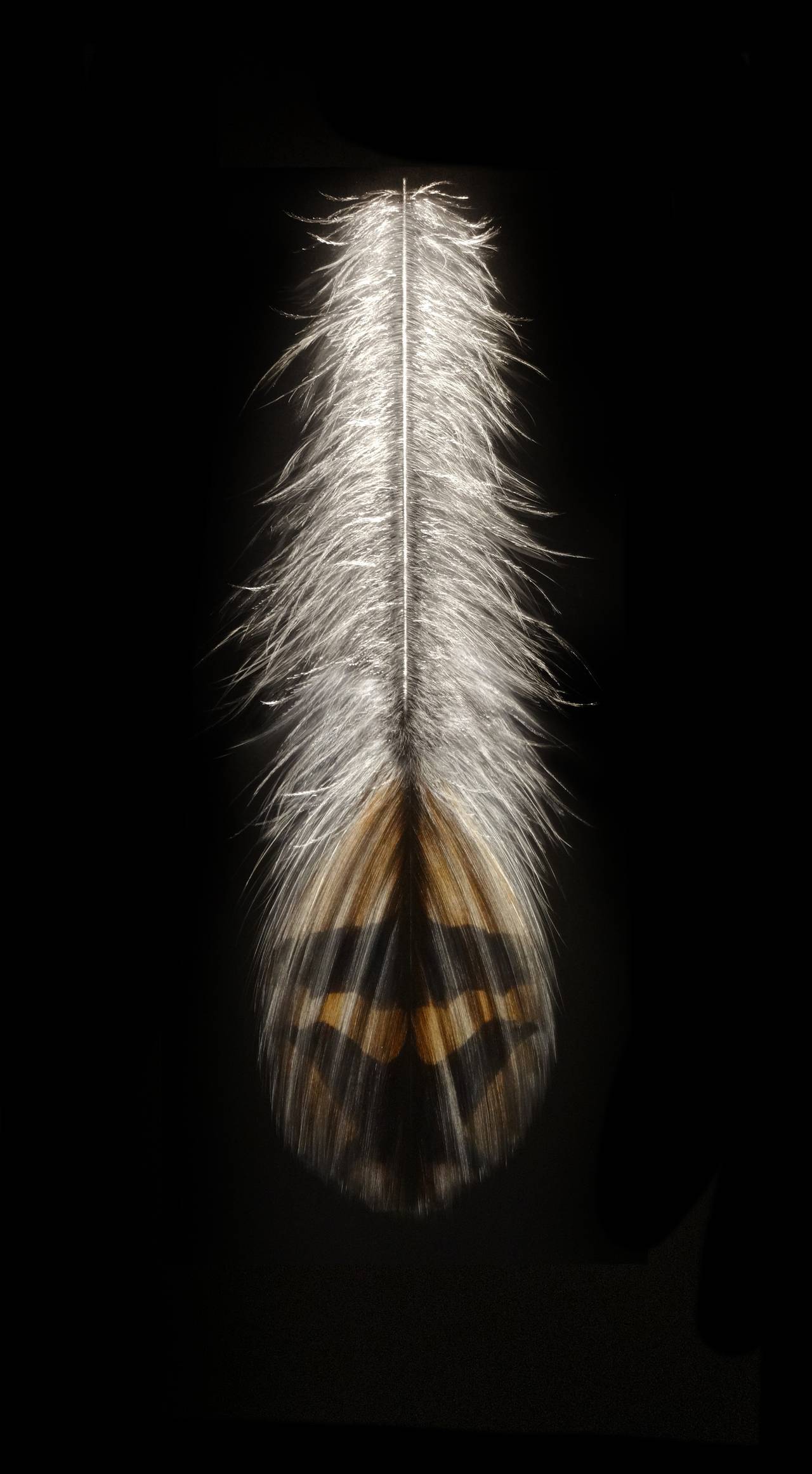 Mitchell Lonas - Grouse Feather I at 1stDibs