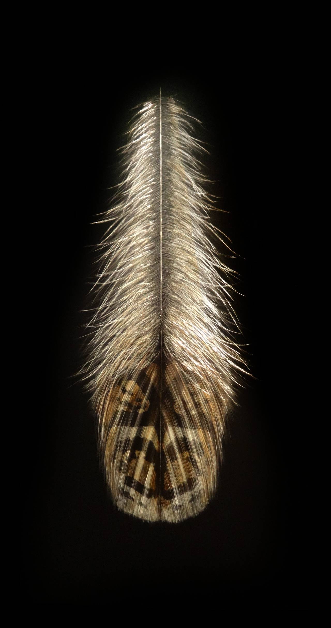Mitchell Lonas - Grouse Feather II at 1stDibs