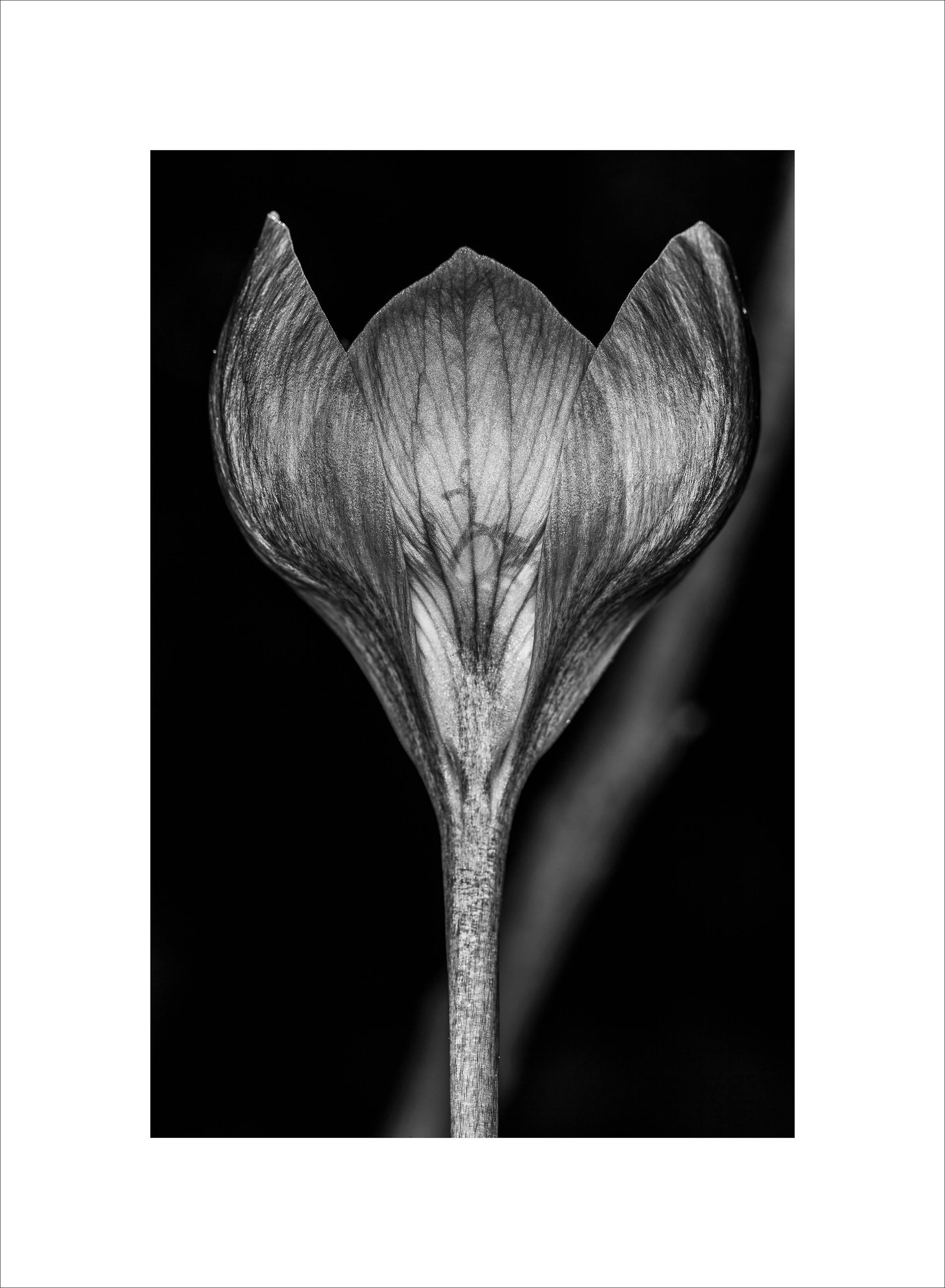 Anna Agoston - Anna Agoston - Untitled #141 For Sale at 1stDibs