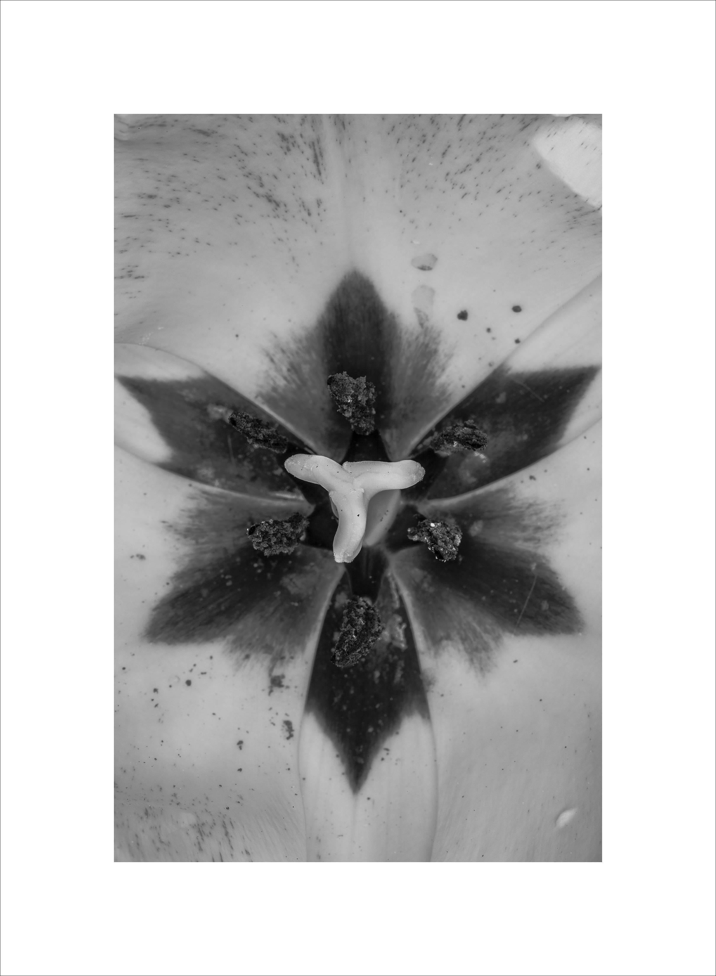 Anna Agoston - Anna Agoston - Untitled #217 For Sale at 1stDibs