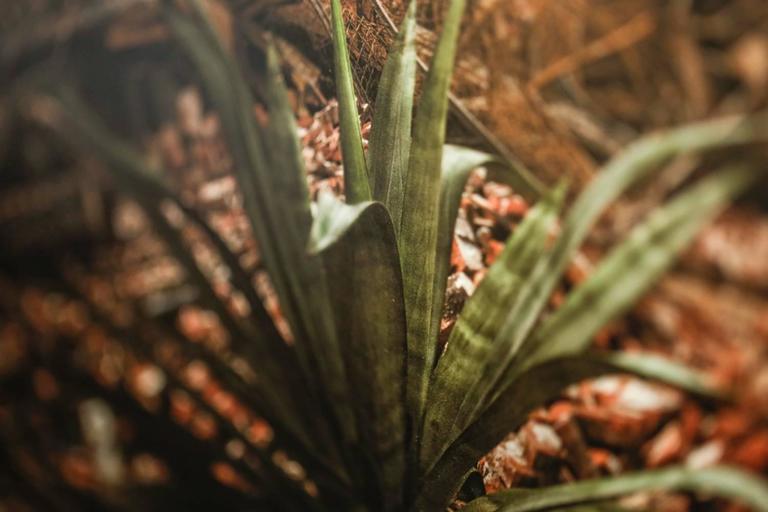 Nick Pedersen - The Forbidden Path For Sale at 1stDibs