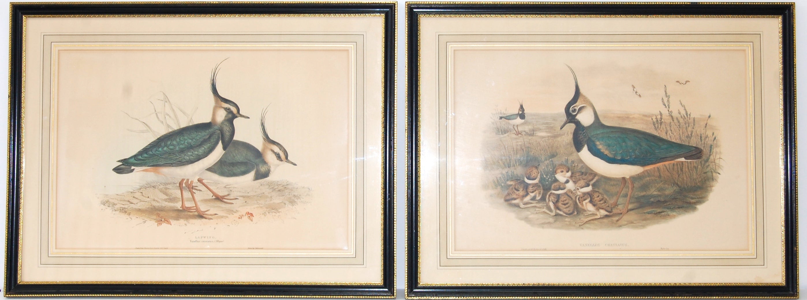 John Gould - John Gould Hummingbirds Urochroa Bougieri, lithograph c ...