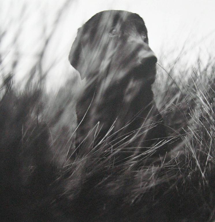 Keith Carter b.1948 - Marsh, Photograph: For Sale at 1stdibs