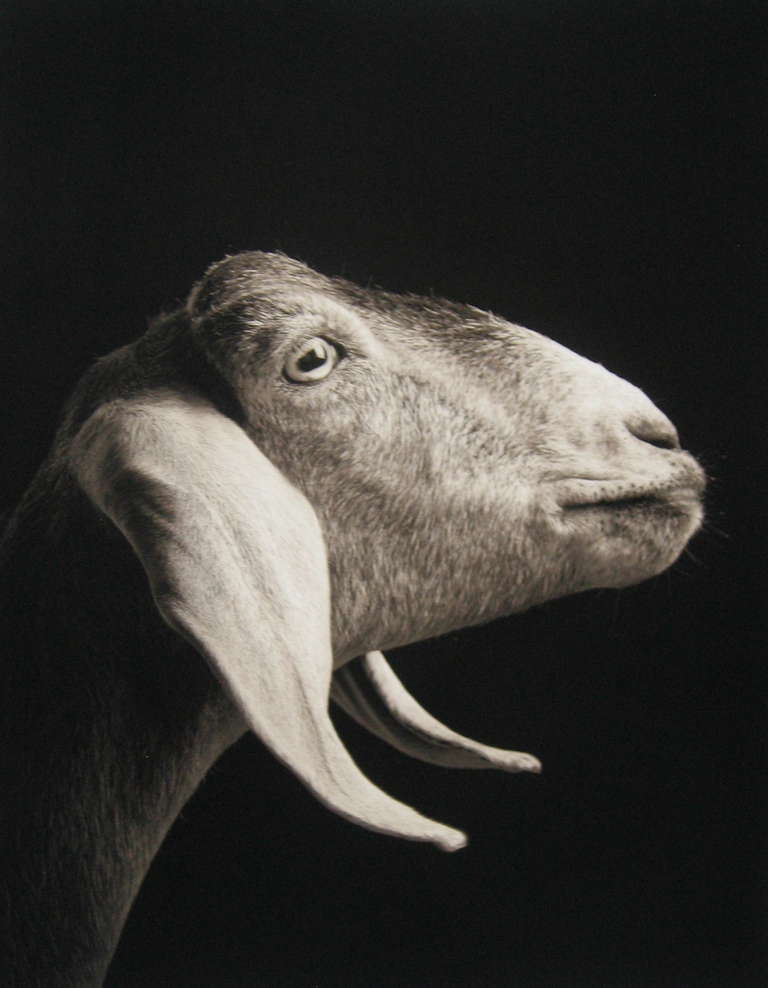 Kevin Horan - Xantippe #1 For Sale at 1stDibs