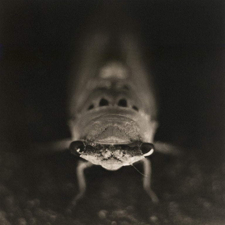 David Johndrow - Cicada For Sale at 1stDibs