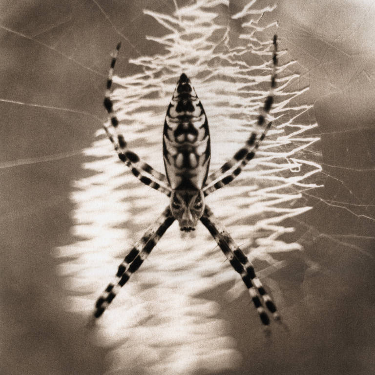David Johndrow - Orb Weaver For Sale at 1stDibs | black and white orb weaver, orb weaver black ...