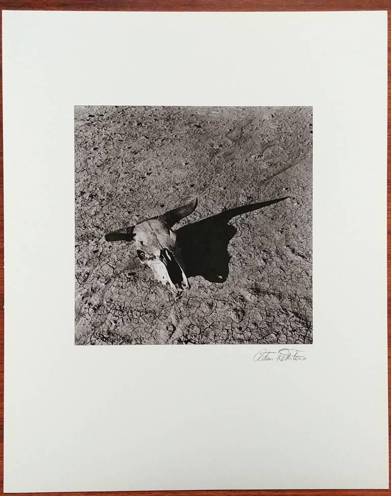Arthur Rothstein - The Bleached Skull of a Steer on the Sun-Baked Earth ...