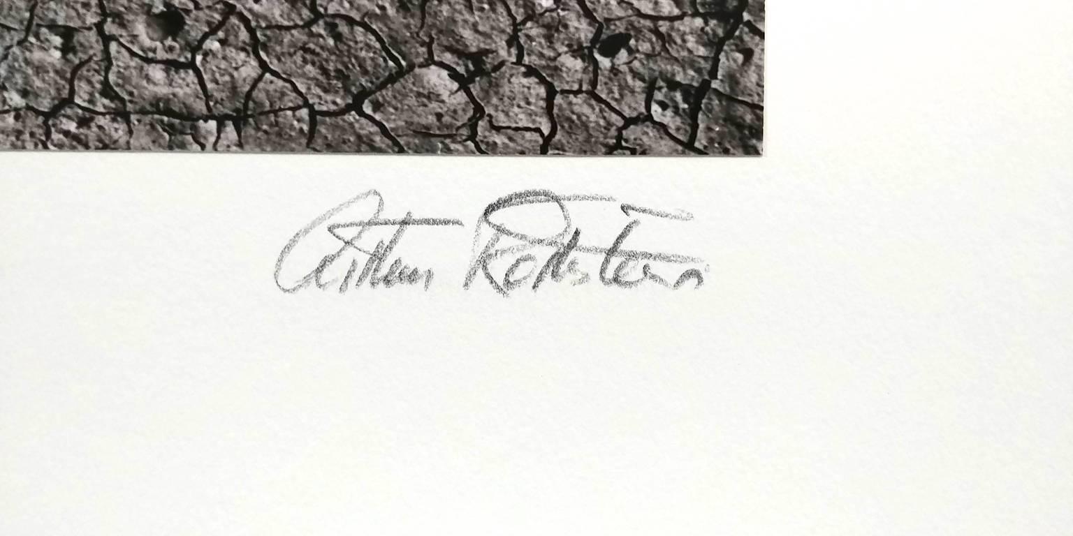 Arthur Rothstein - The Bleached Skull of a Steer on the Sun-Baked Earth ...