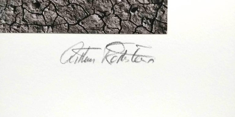 Arthur Rothstein - The Bleached Skull of a Steer on the Sun-Baked Earth ...