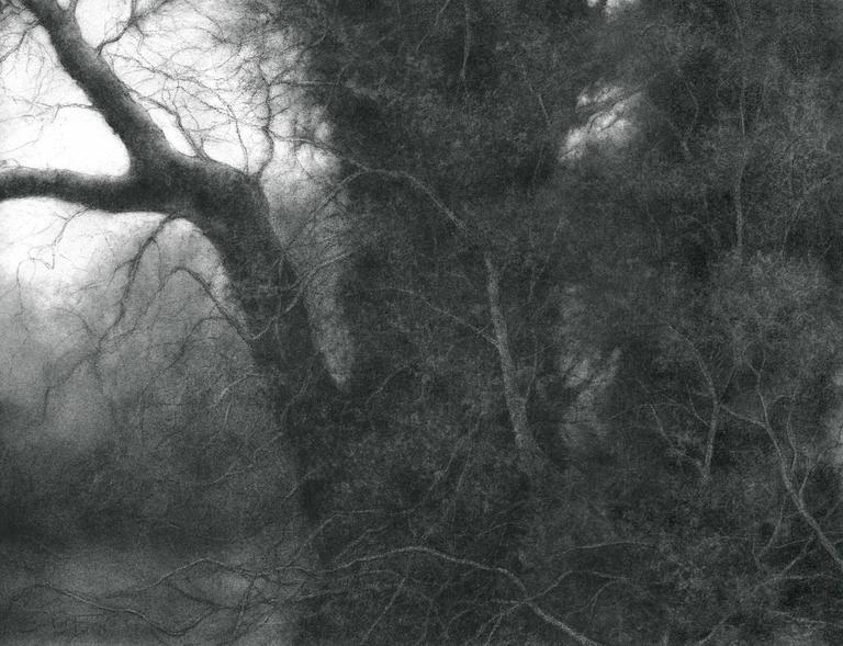 Sue Bryan - The Root of the Root (Modern Realist Charcoal Drawing of ...