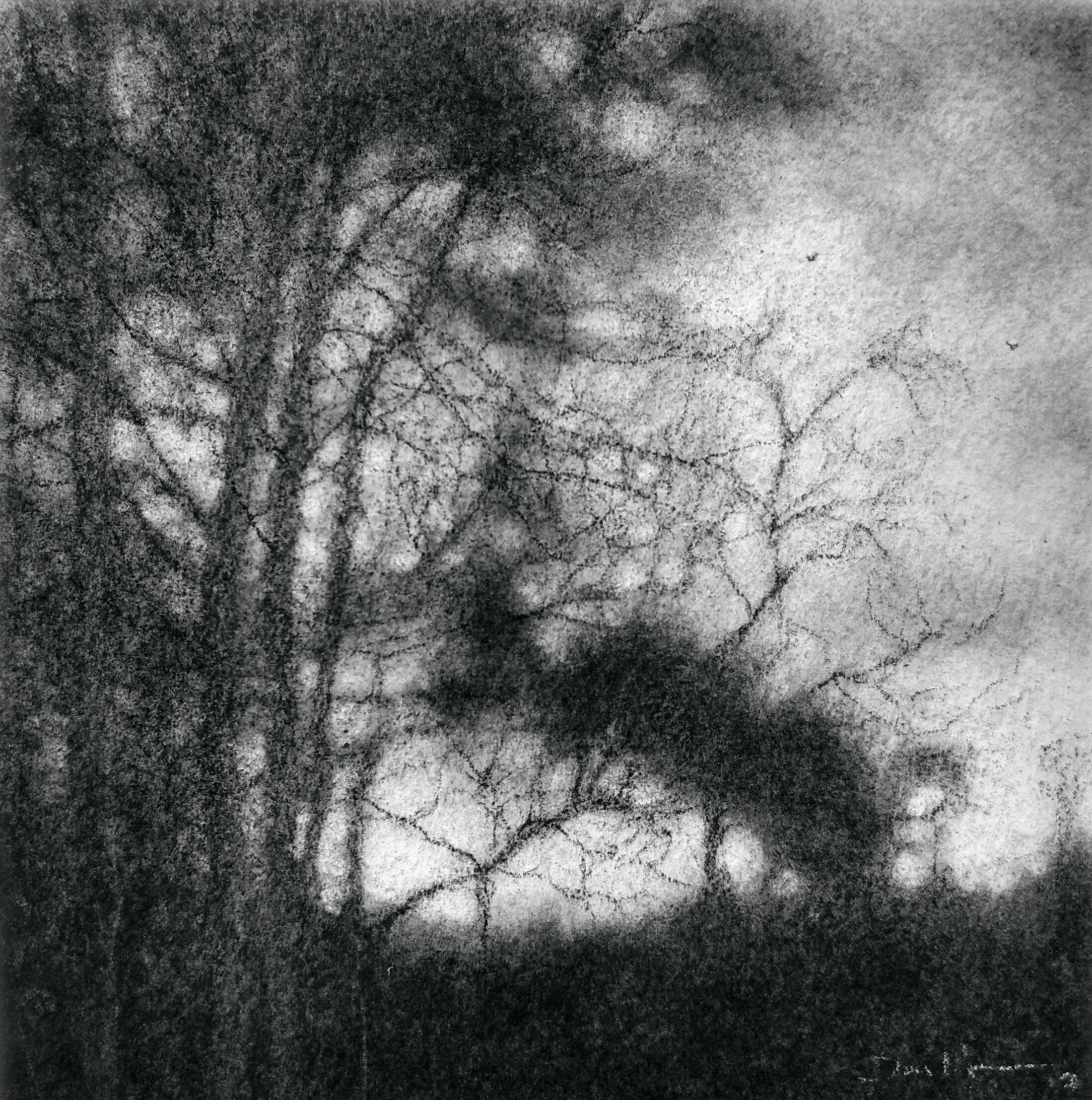 Sue Bryan - Winter Tree 4 (Black and White Realistic Landscape Charcoal ...