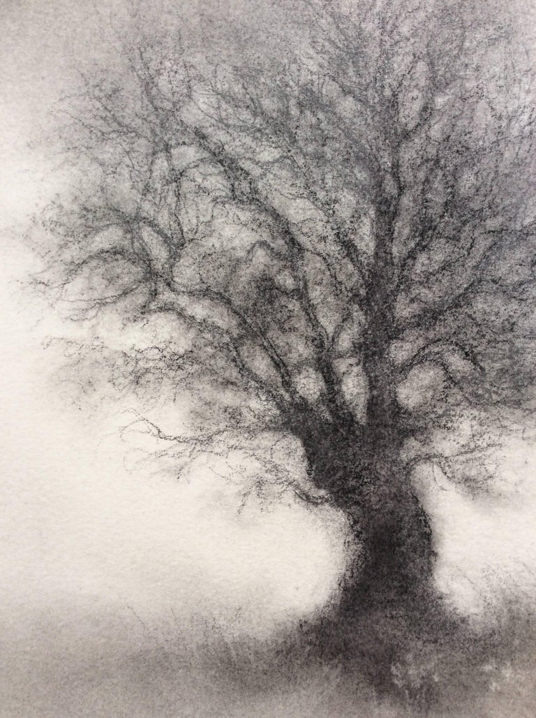 Sue Bryan - Sapling (Contemporary Realistic Landscape Charcoal Drawing ...