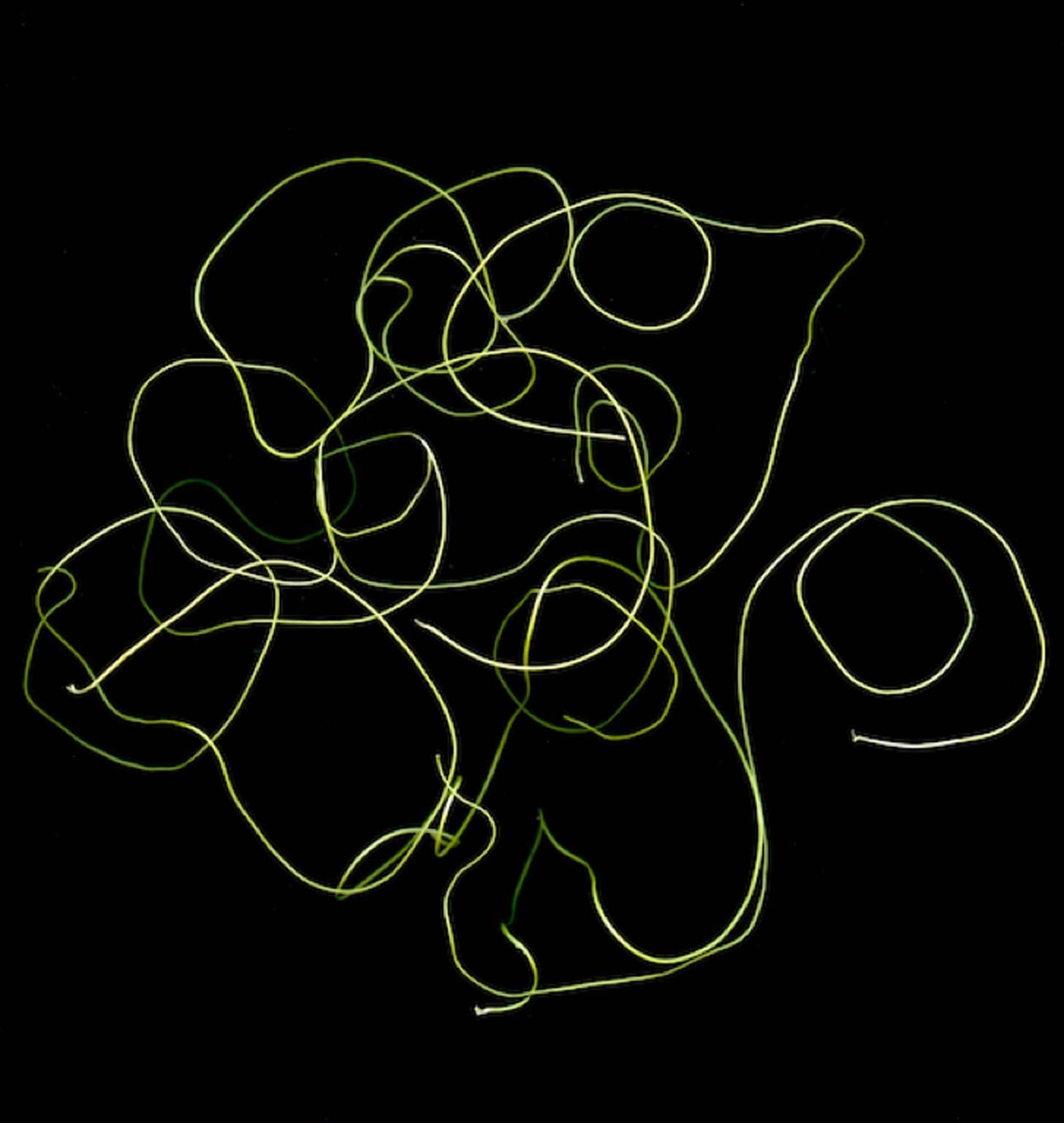 Jerry Freedner - Celery String 138: Modern Food Still Life Photograph ...