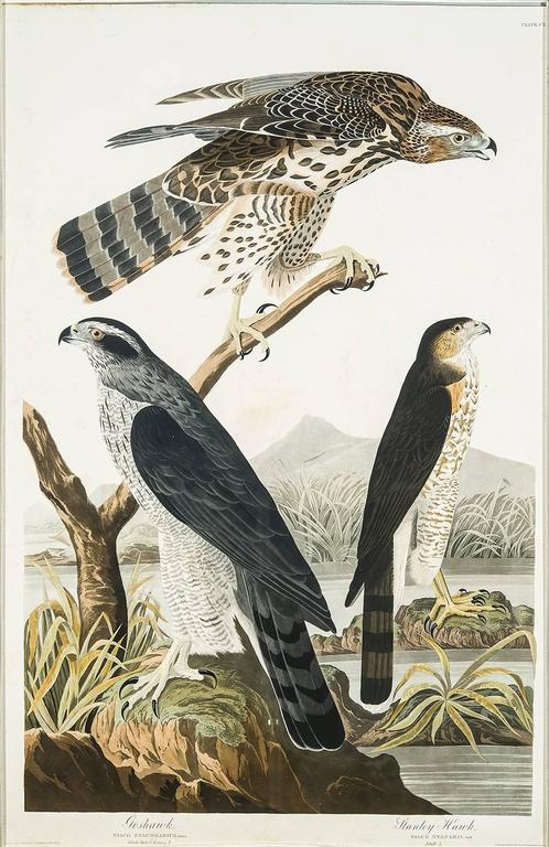 John James Audubon - Goshawk / Stanley Hawk [Plate 141] at 1stDibs
