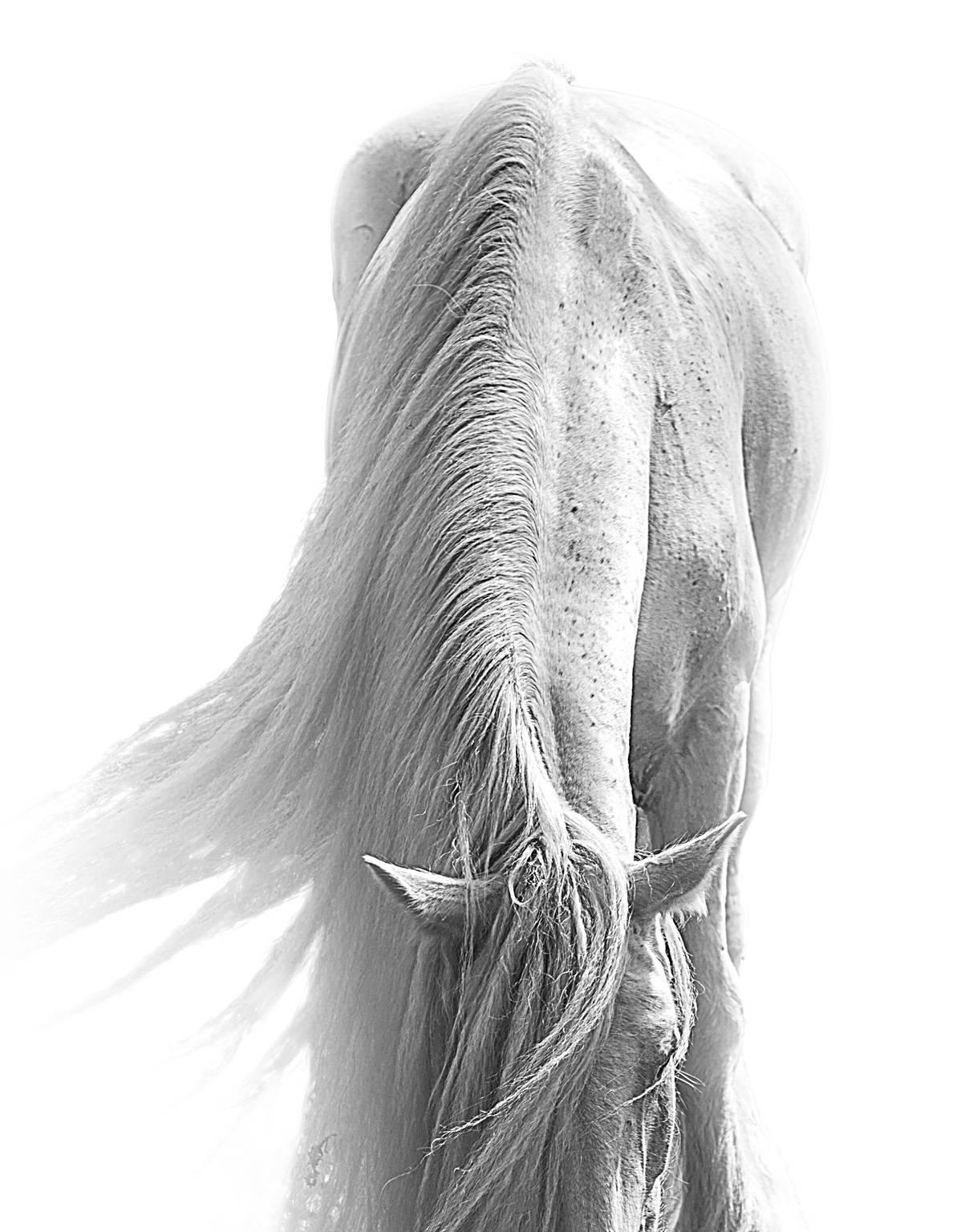 Bob Tabor - Horse 98 For Sale at 1stDibs | bob tabor photography, bob ...