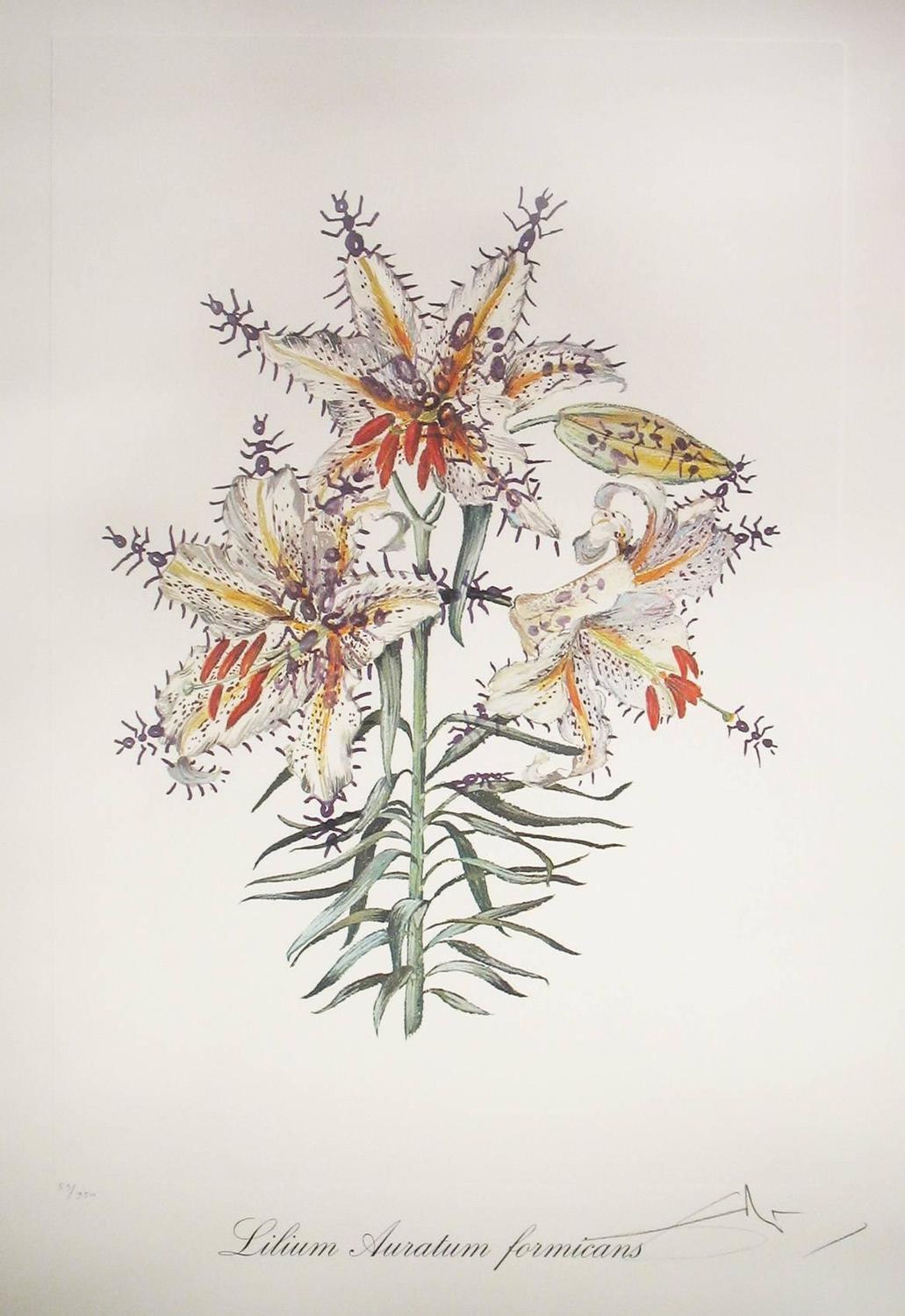 Salvador Dalí Lilium Auratum Formicans Erotic Lily For Sale At 1stdibs