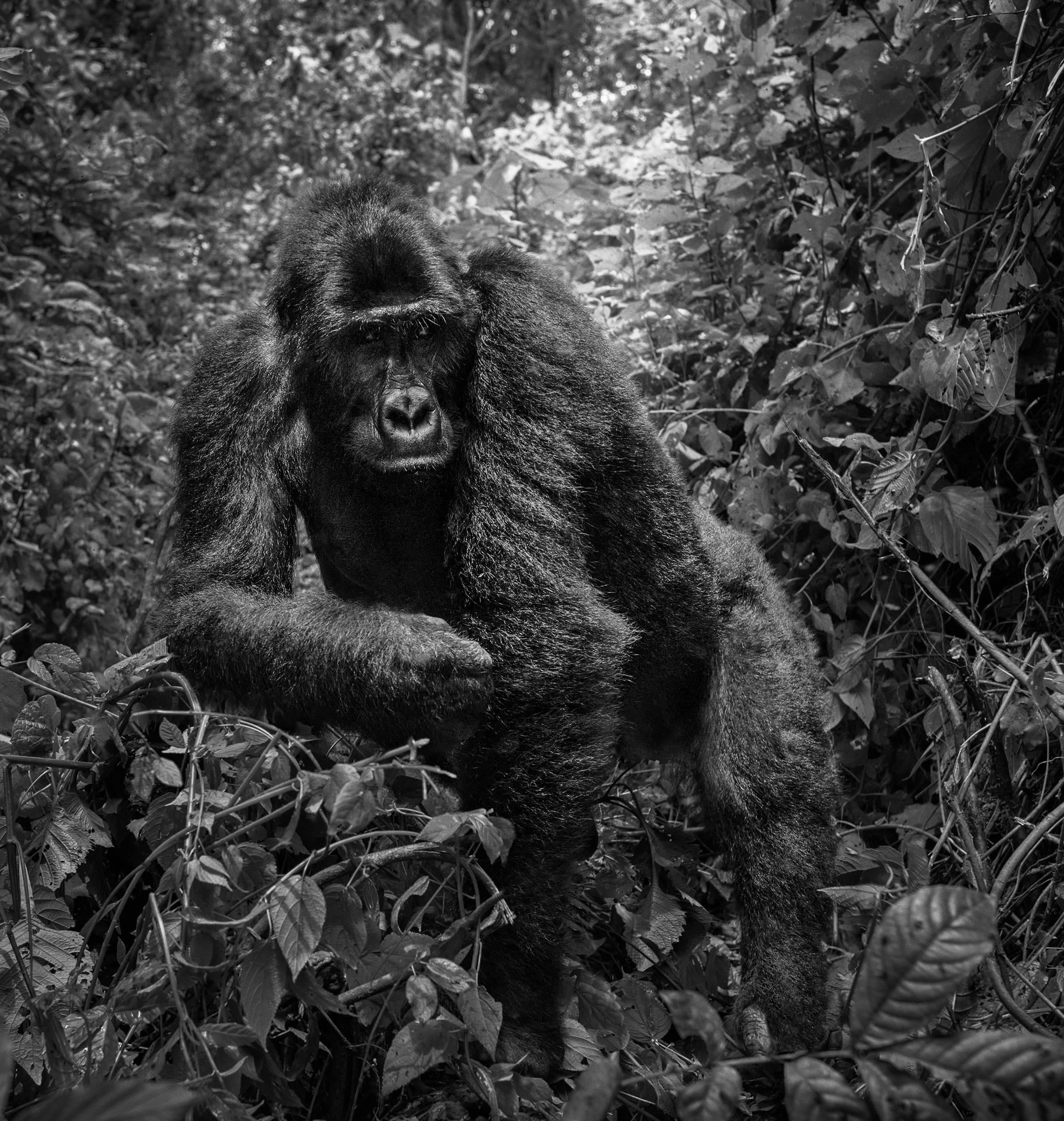 Unknown - Ginger Rogers PInup in Skirt Fine Art Print For Sale at 1stDibs