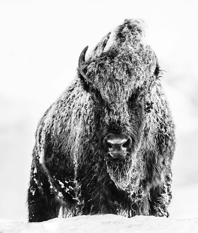 David Yarrow - The Beast at 1stDibs