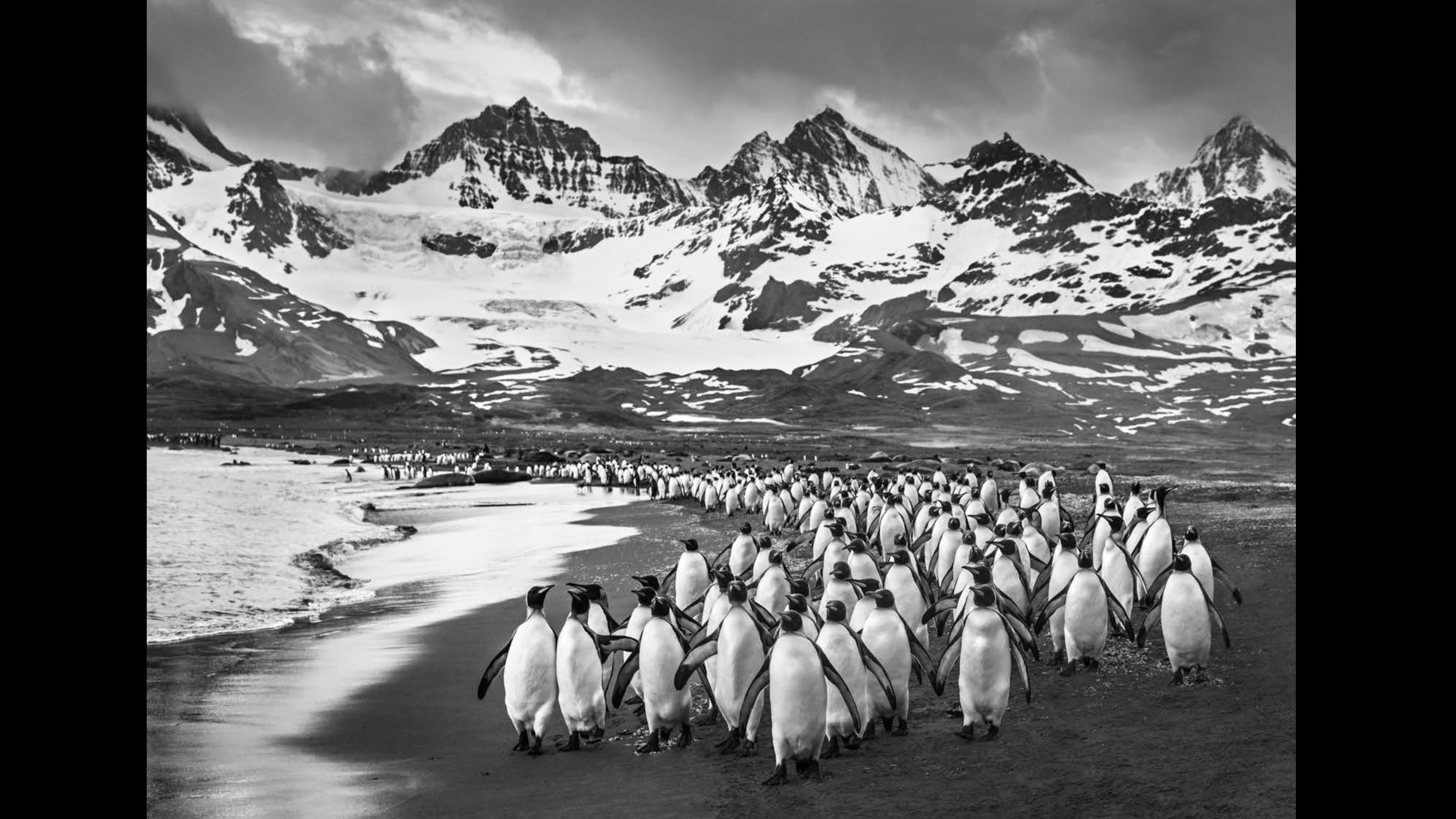 David Yarrow - The Untouchables at 1stDibs