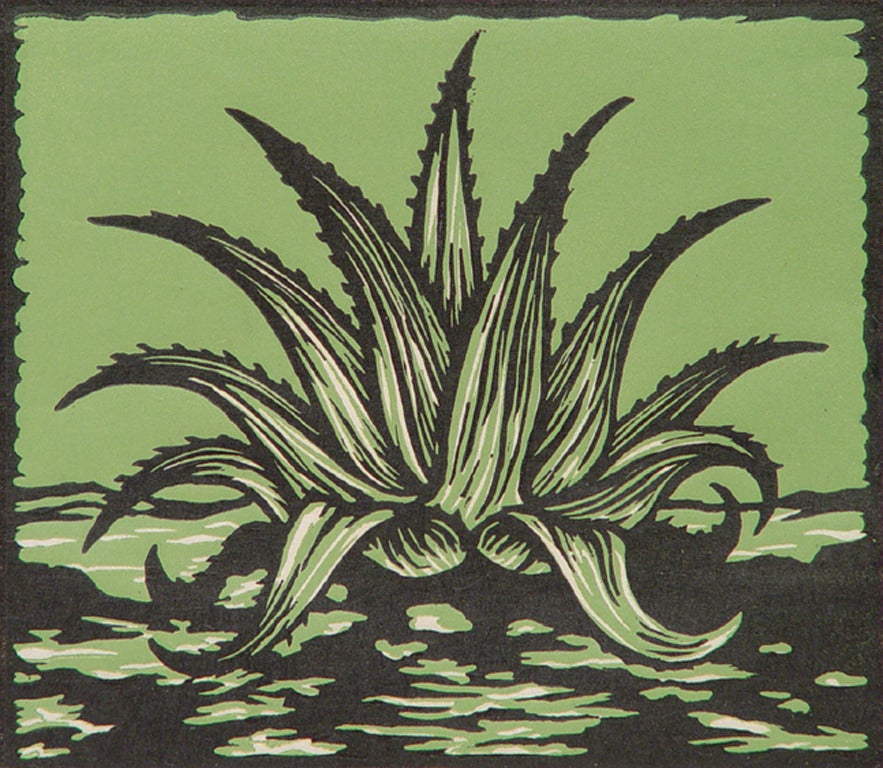 David Everett - Agave at 1stDibs