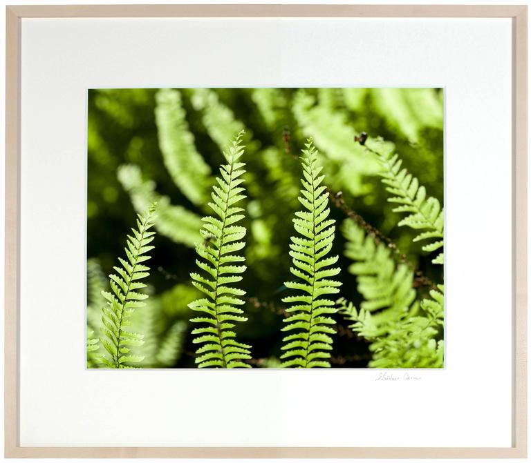 Gaétan Caron - "Fern Canyon" Humboldt, California, Green Fern ...
