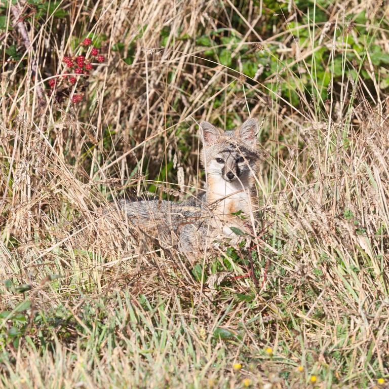 Gaétan Caron - "California Grey Fox" Mendocino Contemporary Animal ...