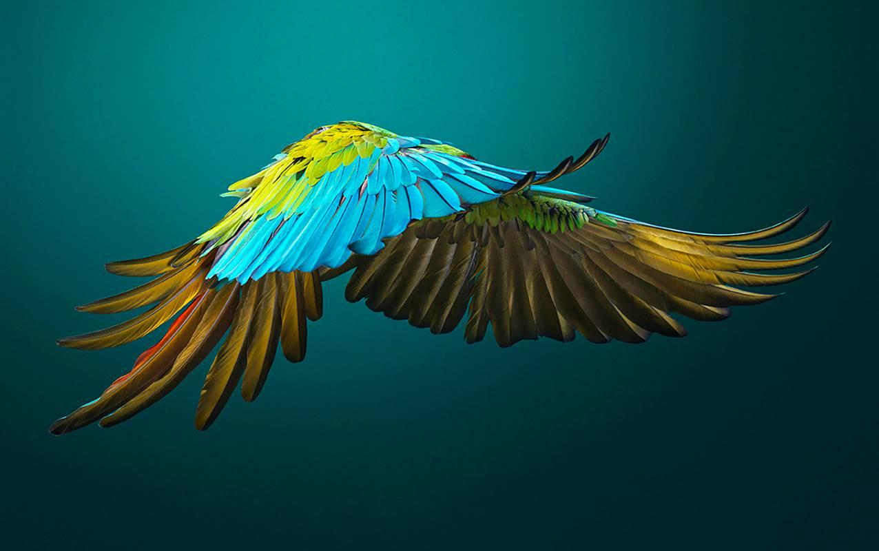 Tim Flach - Egyptian Bat - Tim Flach, Contemporary British Art, Animal ...