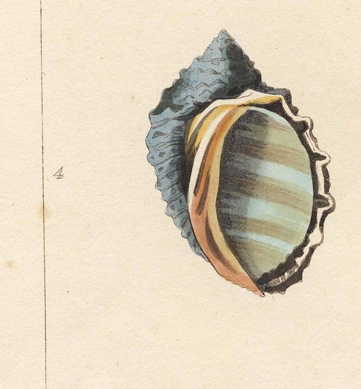 George Perry - Haustrum. Univalves. at 1stDibs