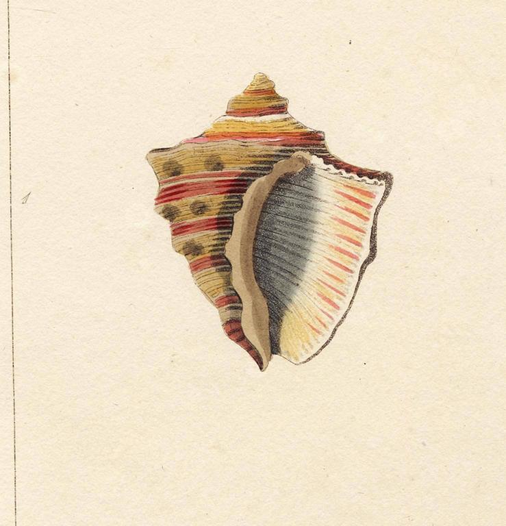 George Perry - Haustrum. Univalves. at 1stDibs