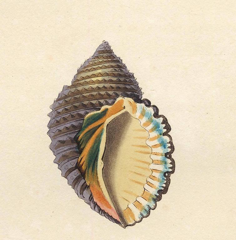 George Perry - Haustrum. Univalves. at 1stDibs