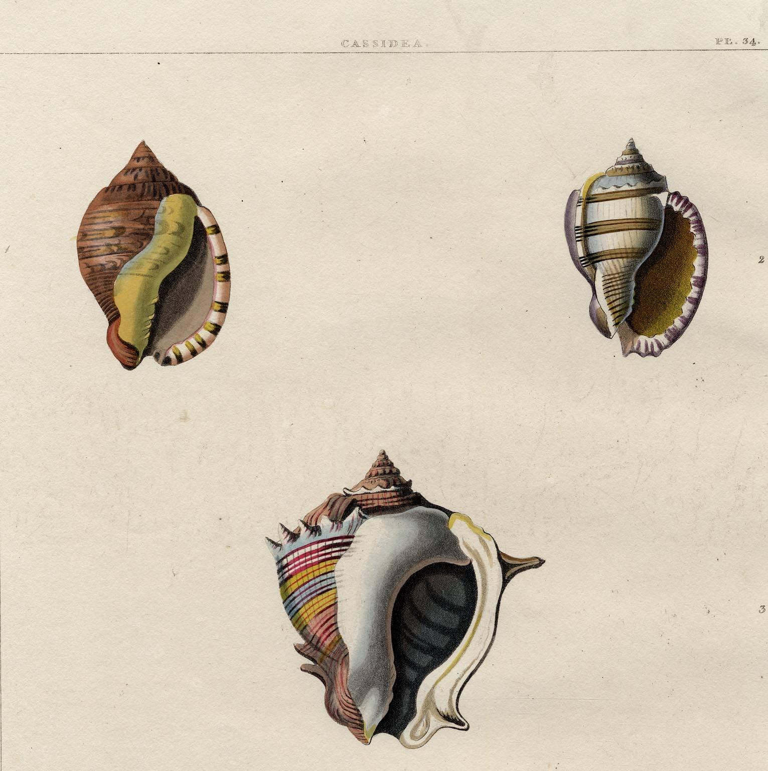 George Perry - Cassidea. Univalves. at 1stDibs