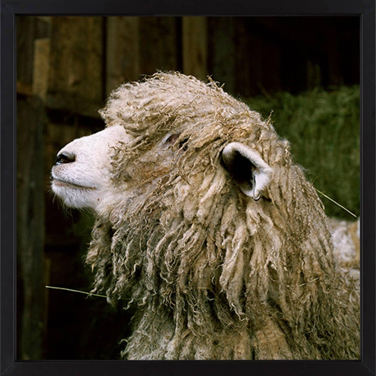 Rob MacInnis - Ben at 1stDibs | rob macinnis prints for sale