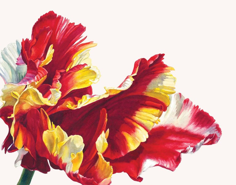 Rosie Sanders - Tulipa 'Flamin Parrot' For Sale at 1stDibs