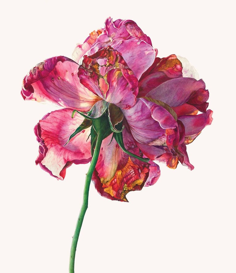 Rosie Sanders - Sue's Rose at 1stDibs