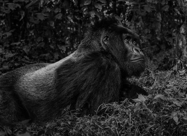 David Yarrow - The Silverback For Sale at 1stDibs