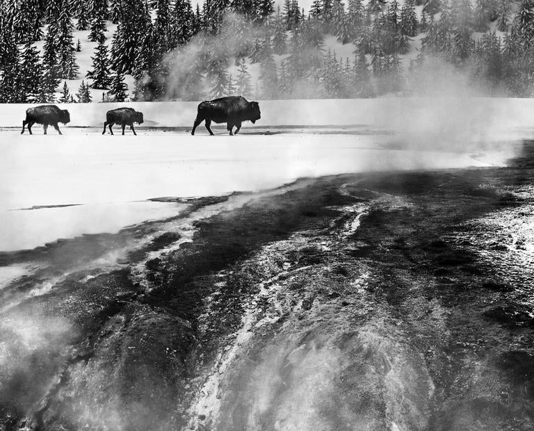 David Yarrow - Yellowstone For Sale at 1stDibs