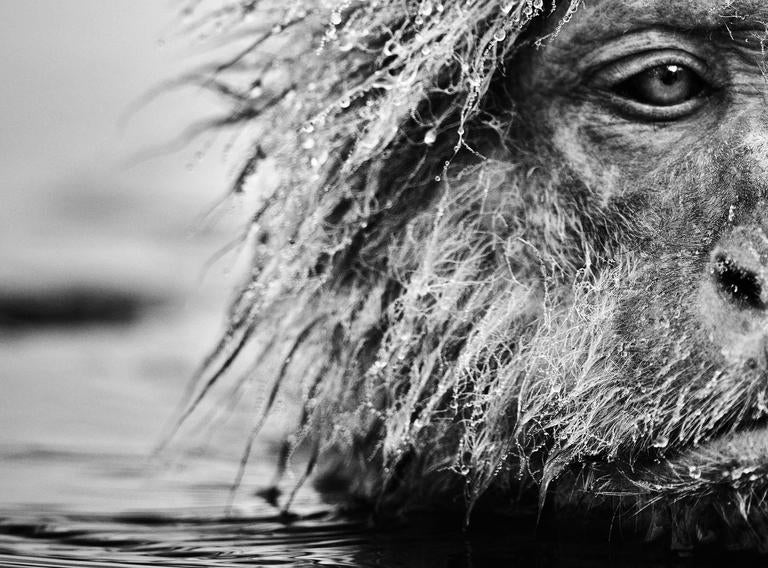 David Yarrow - Grumpy Monkey at 1stDibs