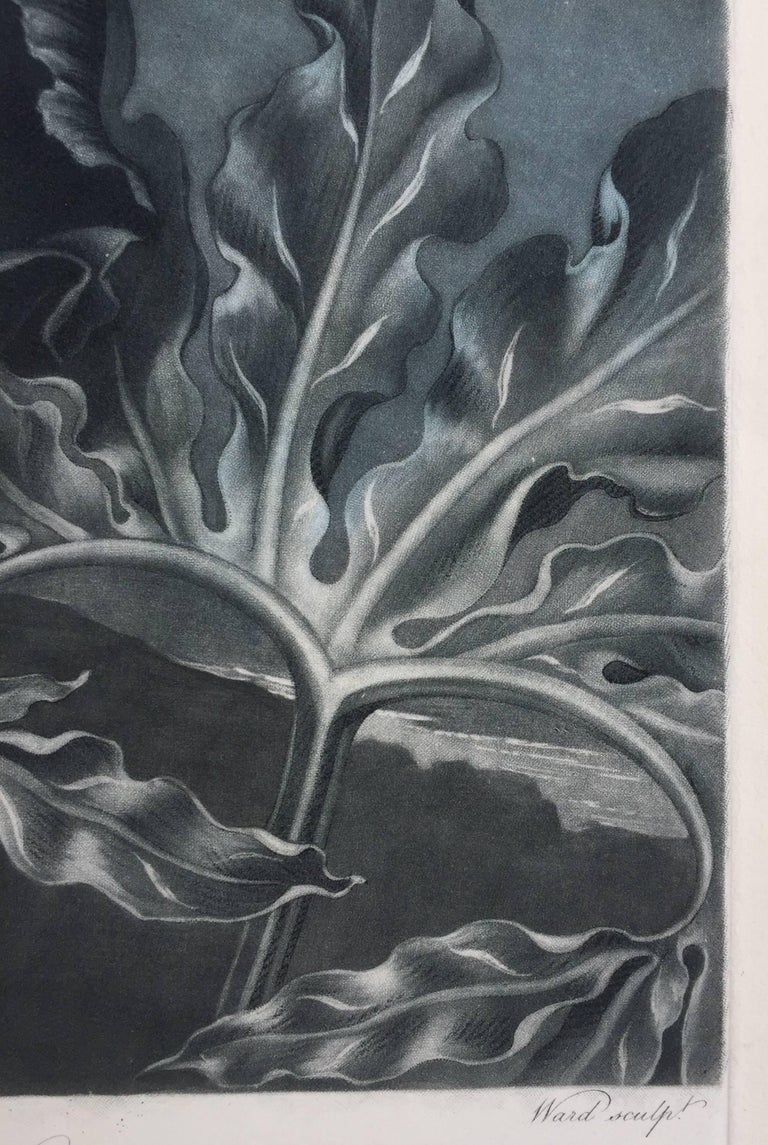 Dr. Robert John Thornton - THE DRAGON ARUM For Sale at 1stDibs