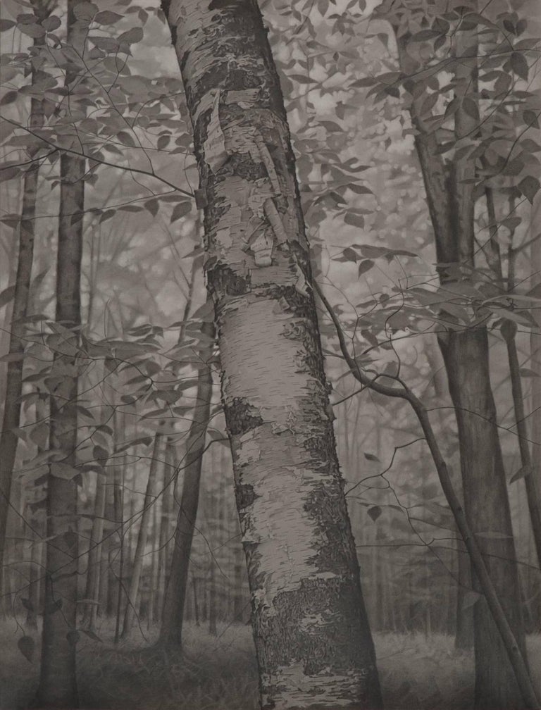 Mary Reilly - Within the Forest, gray photorealist graphite landscape ...
