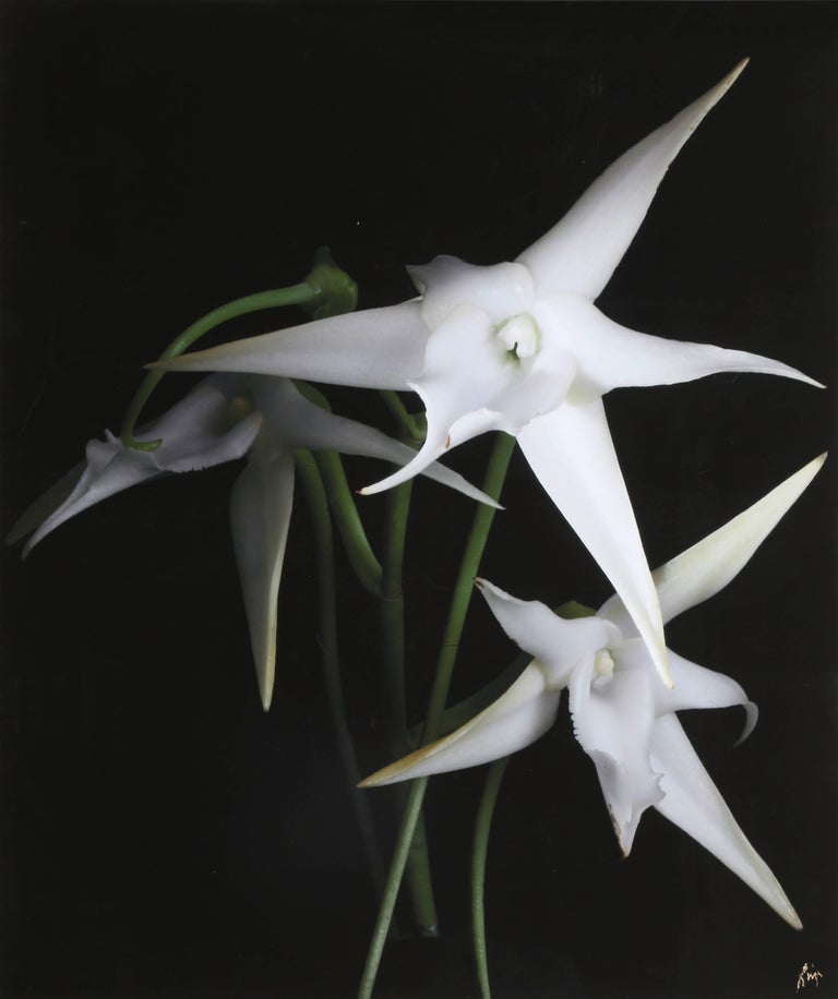 Johnathan Singer - Lilies (Large) For Sale at 1stDibs